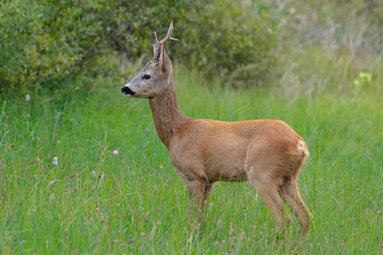 Official Home of Clan Keith USA, Inc. | Clan Keith USA